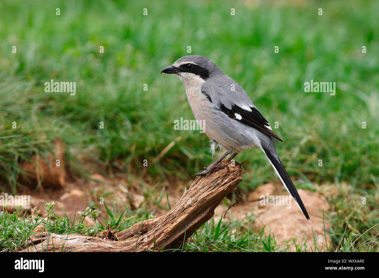 Laniidae High Resolution Stock Photography and Images - Alamy