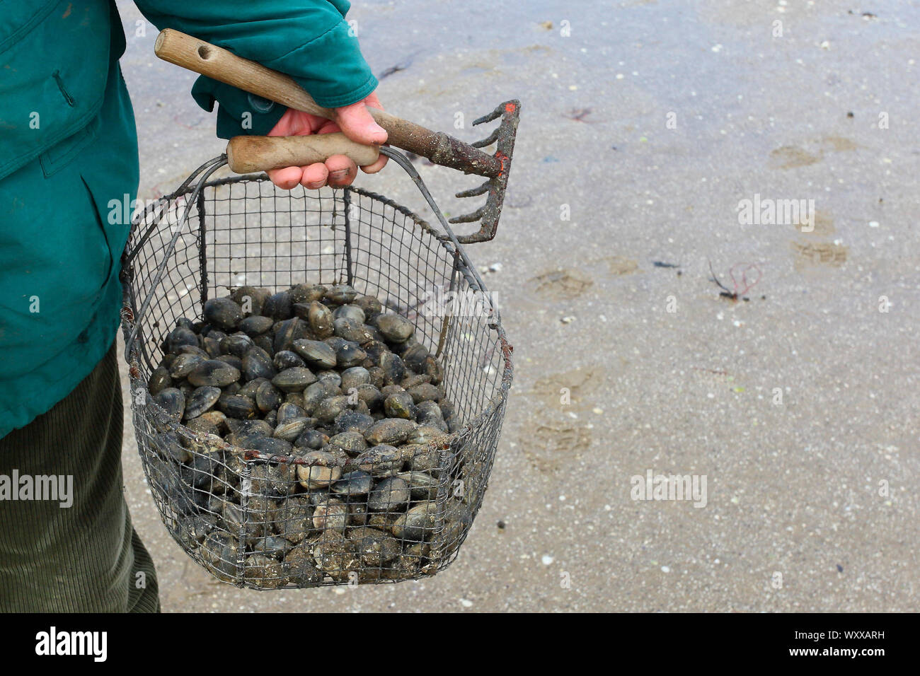 Rake clams hi-res stock photography and images - Alamy