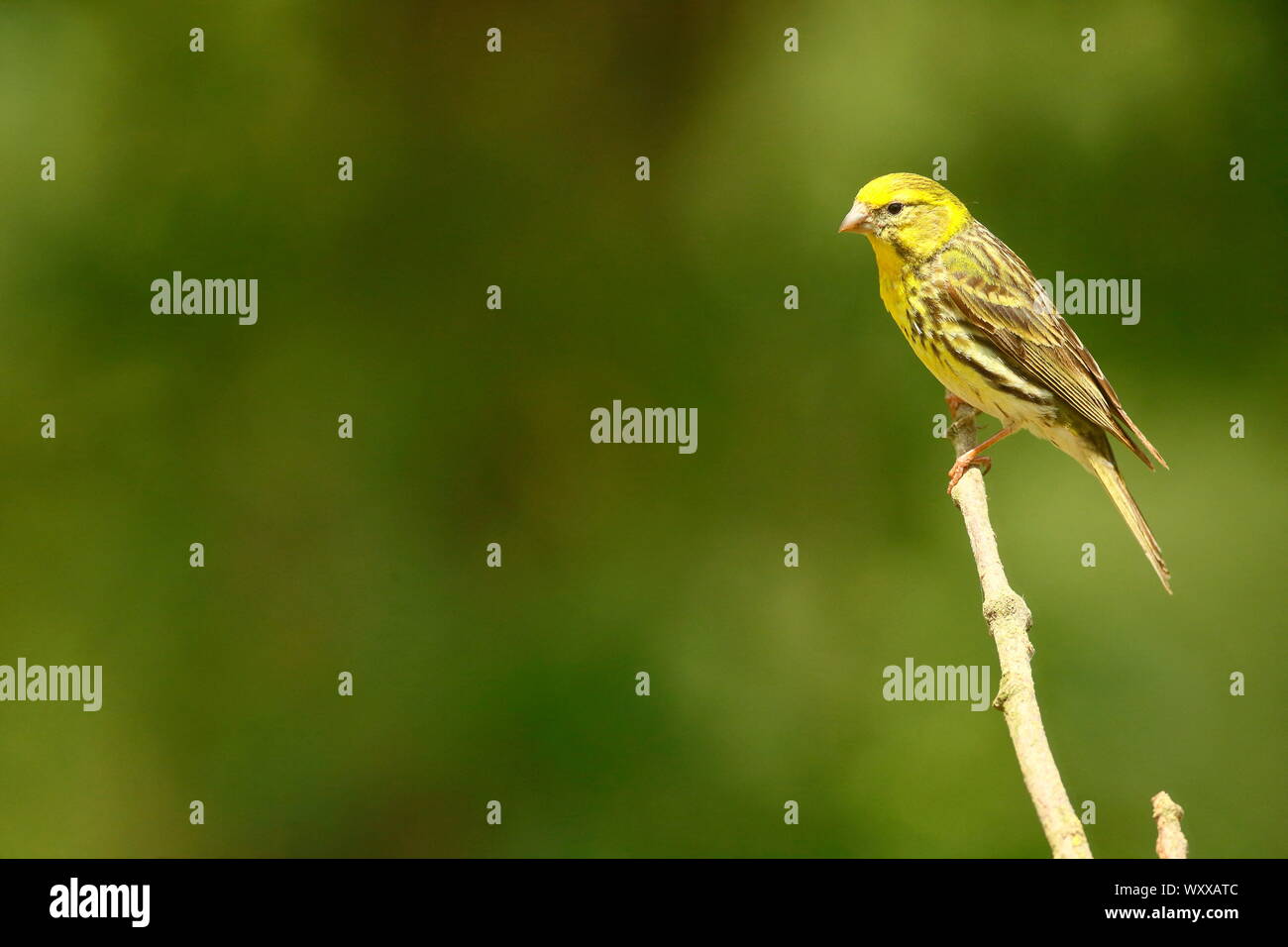 European Serin (Serinus serinus) male on a branch in spring, France ...