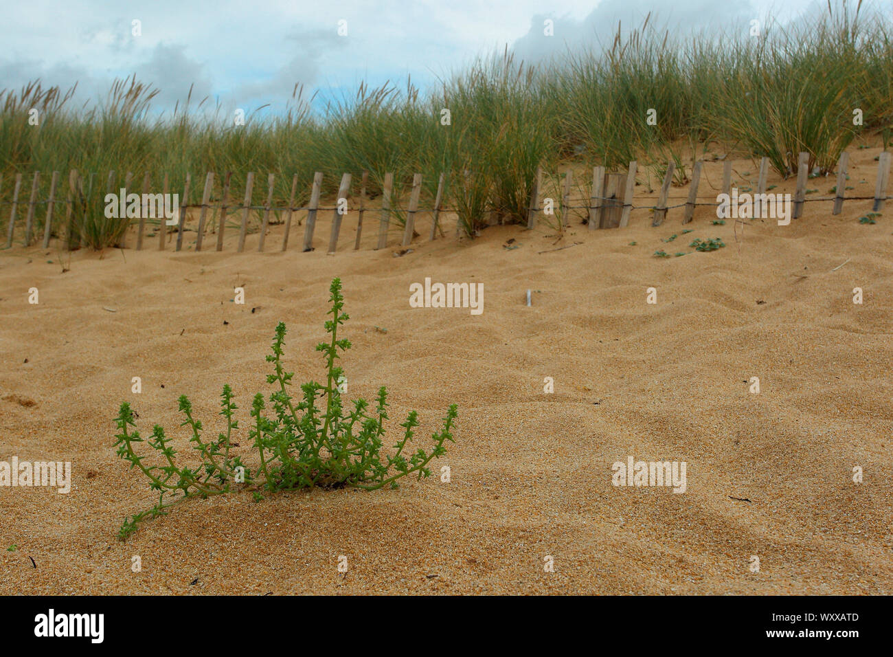 Prickly Saltwort (Salsola kali) on a dune, France Stock Photo - Alamy