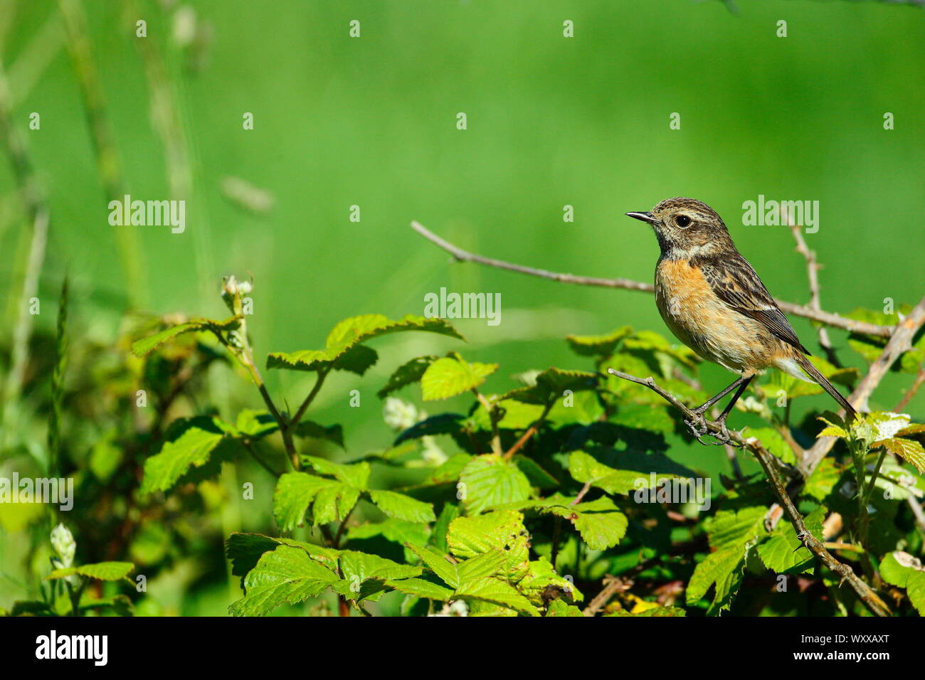 Siberian Stonechat (Saxicola torquata) female on a bush, France Stock ...