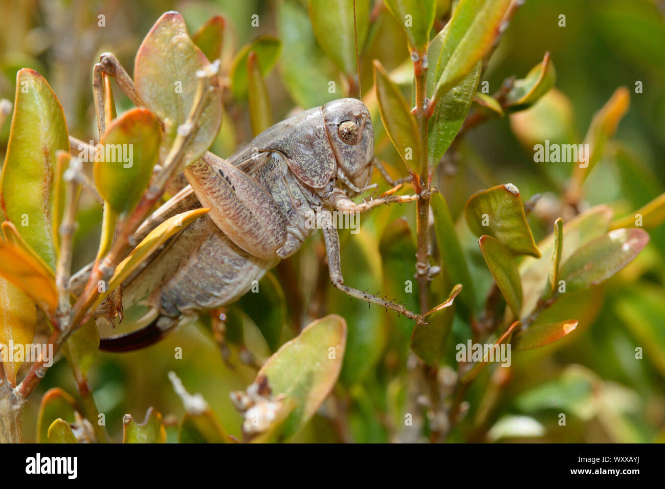 White-faced bush Cricket (Decticus albifrons) in foliage, Luberon ...