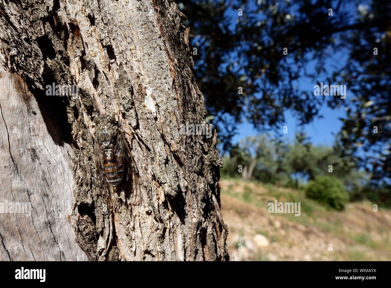 Grey cicada (Cicada orni) in an olive grove, Provence, France Stock ...