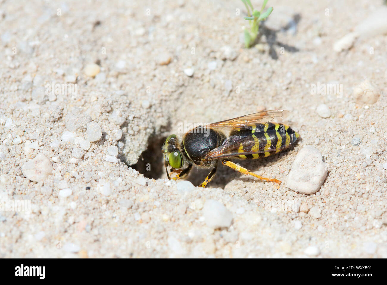 Excavate burrows hi-res stock photography and images - Alamy