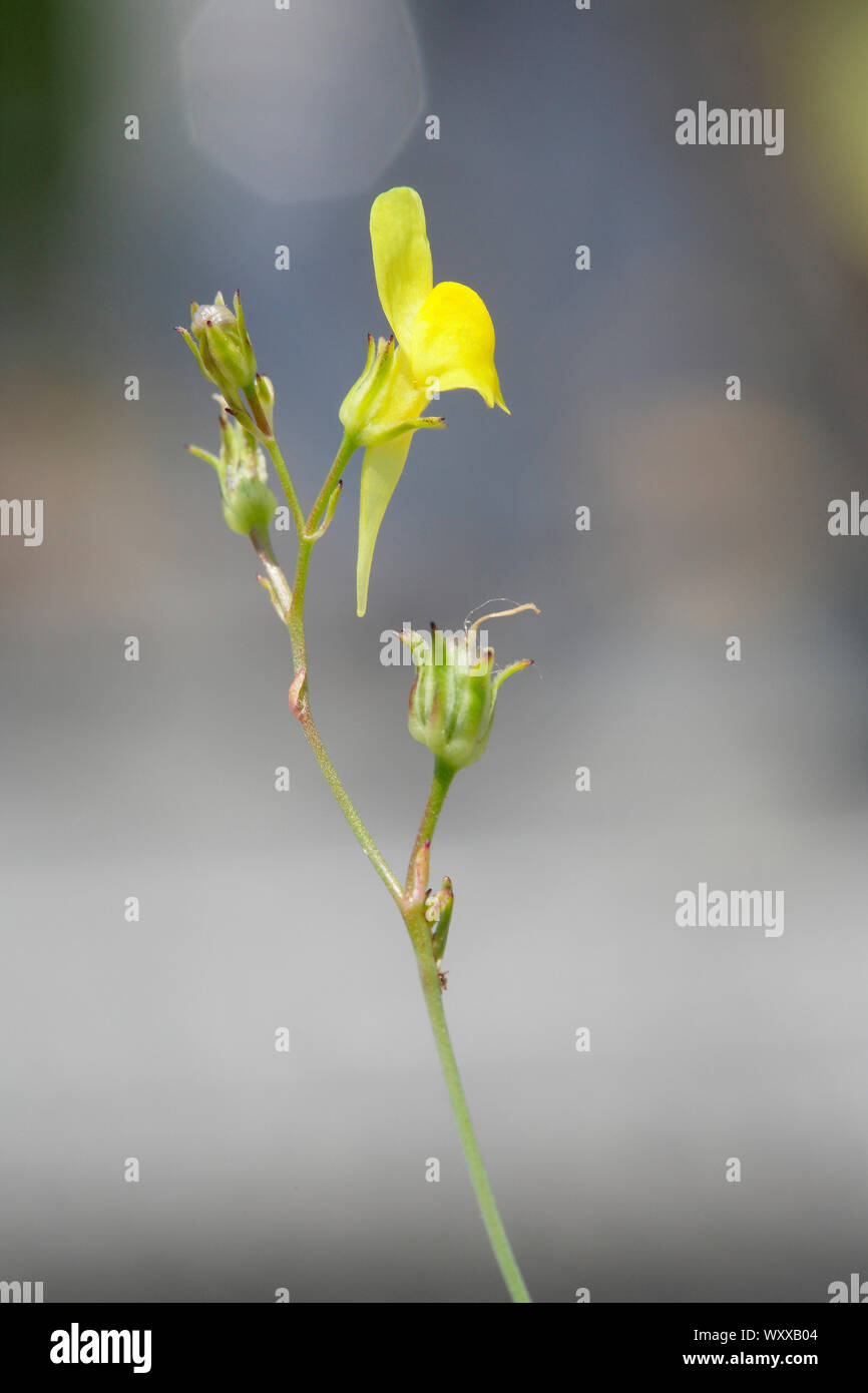 Ballast Toadflax (Linaria spartea) in bloom in sand, Aquitaine, France ...