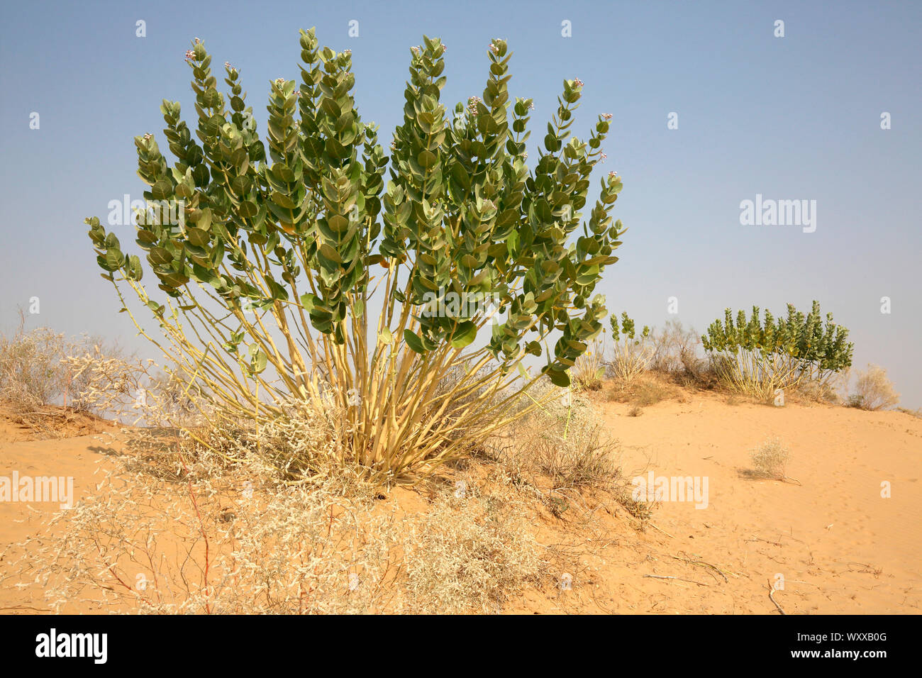 Roostertree (Calotropis procera) in bloom, Rajasthan Desert, India ...