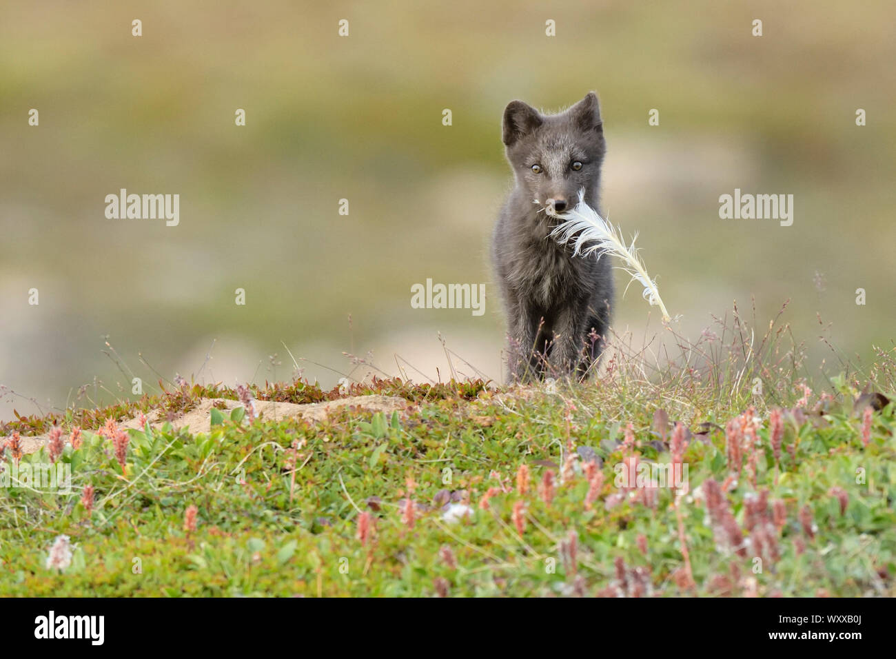 Young Arctic Fox (Alopex Lagopus) with a feather in tundra, Jameson ...