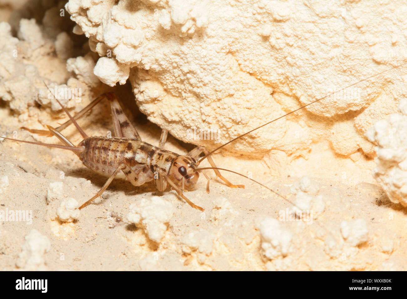 Wingless house-cricket (Gryllomorpha dalmatina) in a cave, Luberon ...