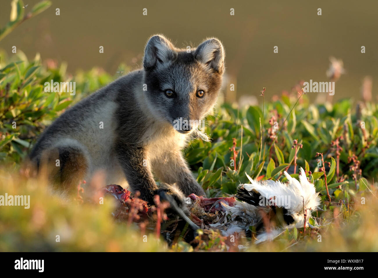 Young Arctic Fox (Alopex Lagopus) eating a young goose in tundra ...