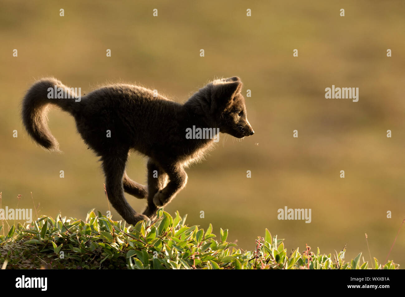 Young Arctic Fox (Alopex Lagopus) running in tundra, Jameson Land ...