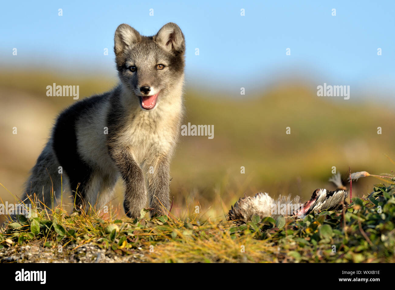 Young Arctic Fox (Alopex Lagopus) in tundra, Jameson Land, Northeast ...