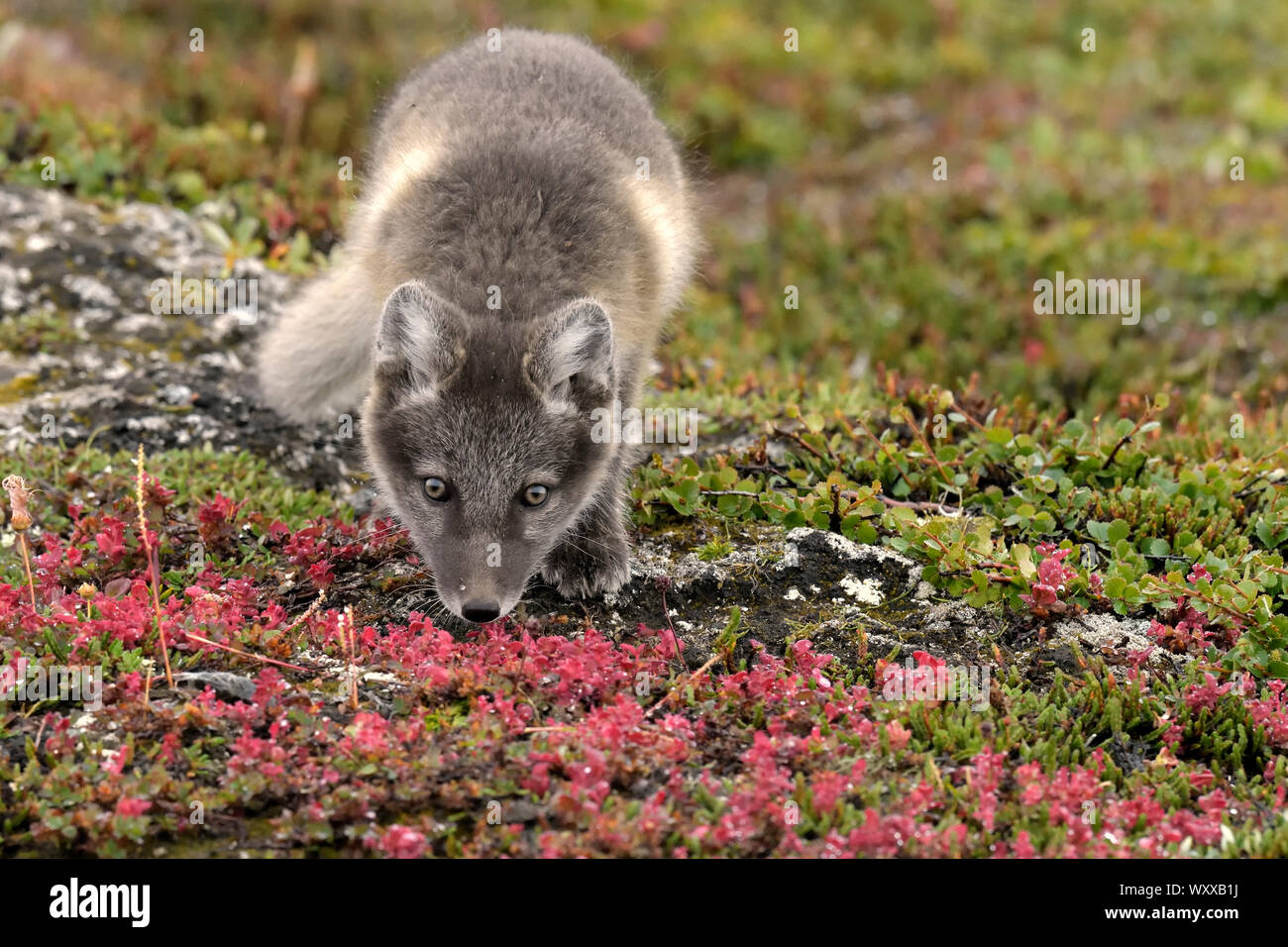 Young Arctic Fox (Alopex Lagopus) in tundra, Jameson Land, Northeast ...