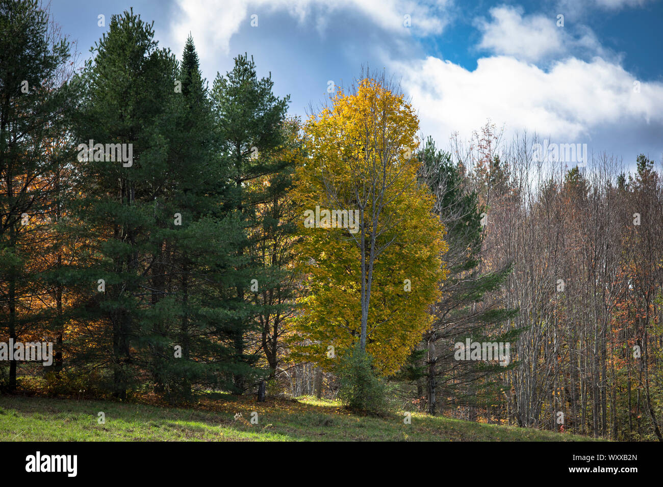 The Fall foliage colours of Maple tree at Stowe in Vermont, New England ...