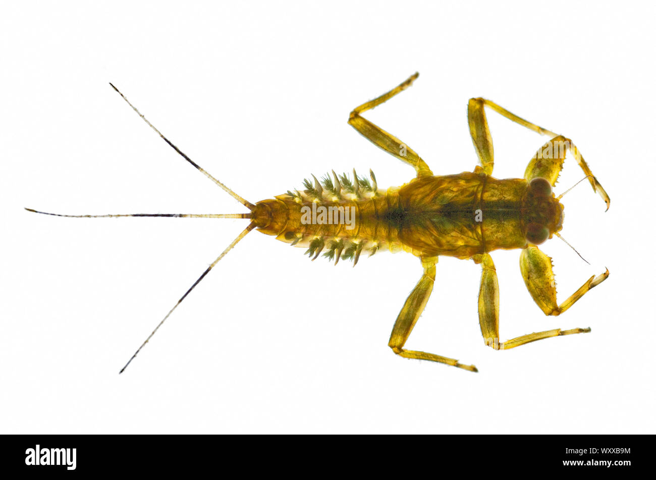 Mayfly Larva High Resolution Stock Photography and Images - Alamy