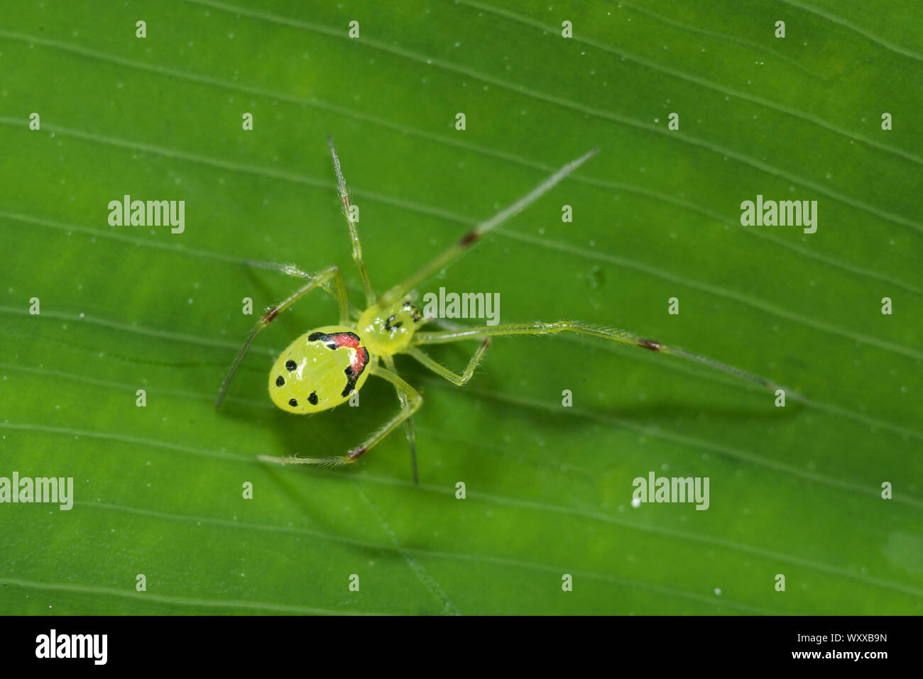 Hawaiian Happy Face Spider (Theridion grallator) is a spider in the ...