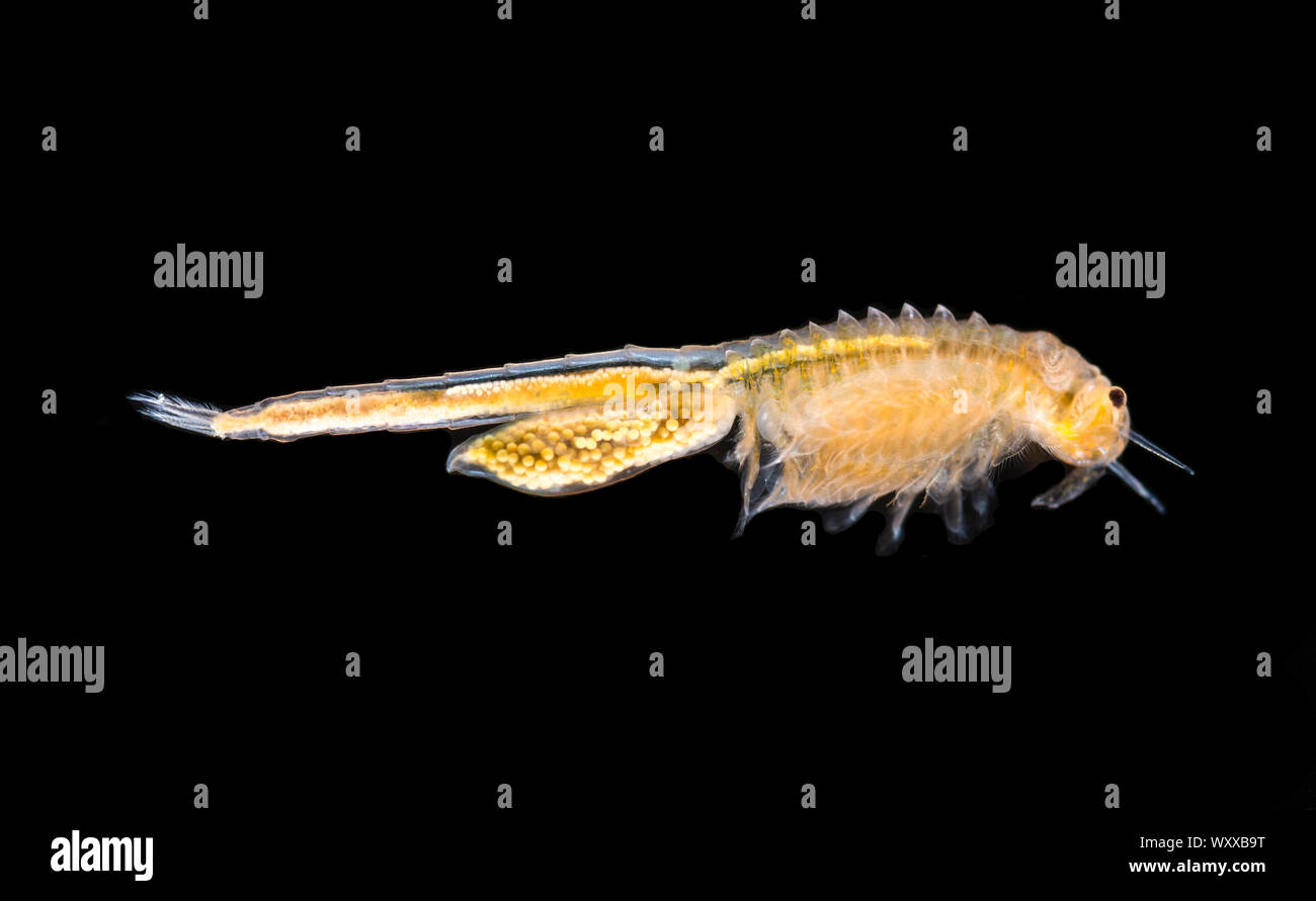 Fairy Shrimp of the Order Anostraca, which is one of four orders of ...