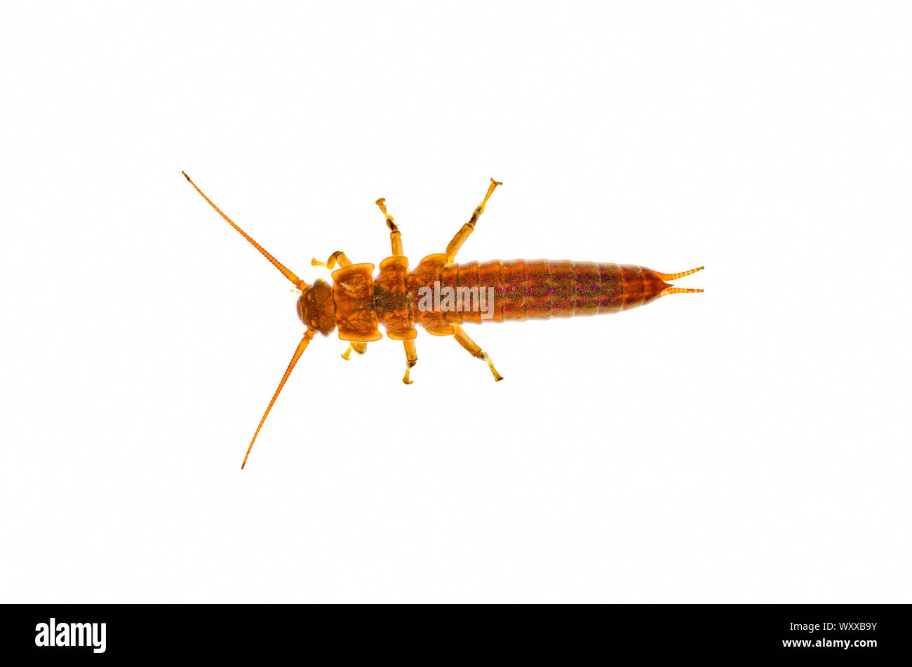 Plecoptera hi-res stock photography and images - Alamy