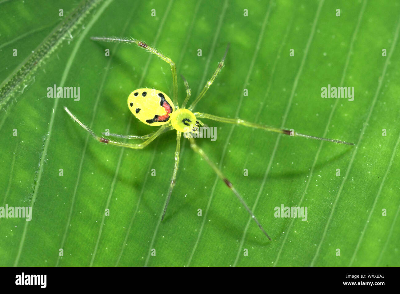 Hawaiian Happy Face Spider (Theridion grallator) is a spider in the ...