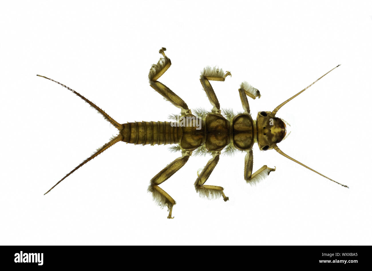 Plecoptera hi-res stock photography and images - Alamy