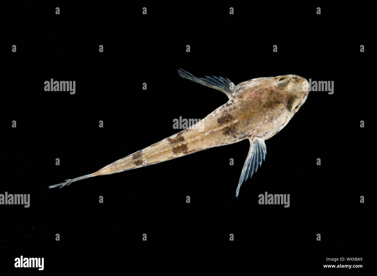 Cottidae High Resolution Stock Photography and Images - Alamy