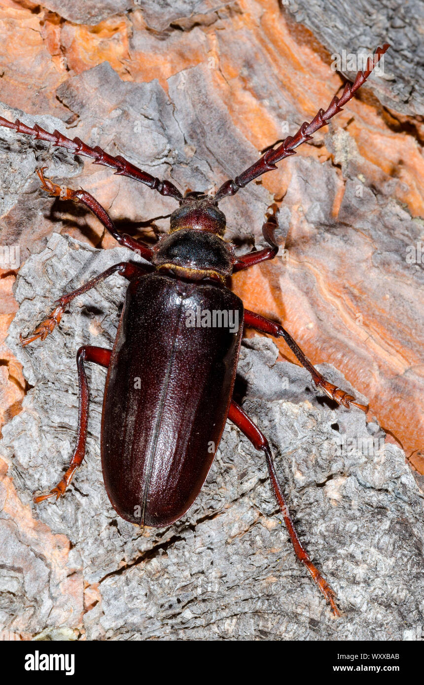 California prionus beetle hi-res stock photography and images - Alamy