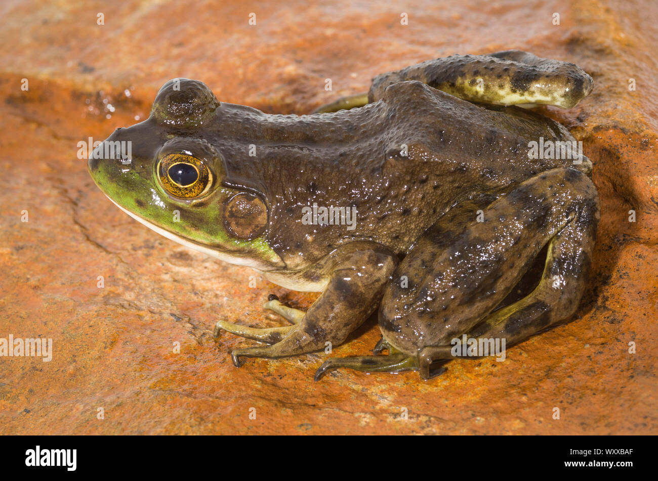 Rana scapularis hi-res stock photography and images - Alamy