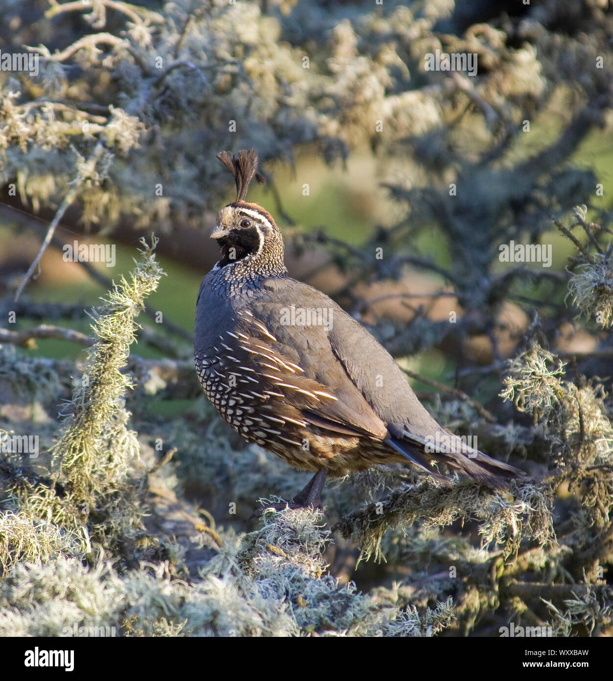 Male California Quail. Male California Quail (Callipepla californica ...