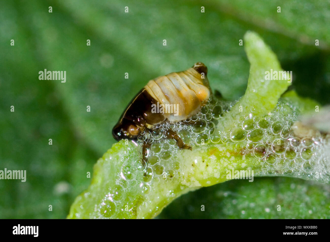 Spittlebug (Genus Aphrophora) are named for the mass of ?spittle? the ...