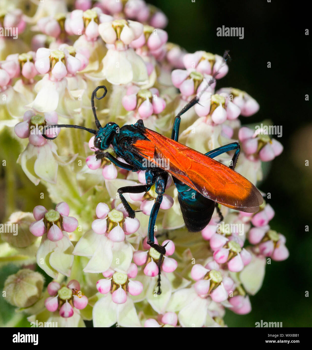Asclepias sp hi-res stock photography and images - Alamy