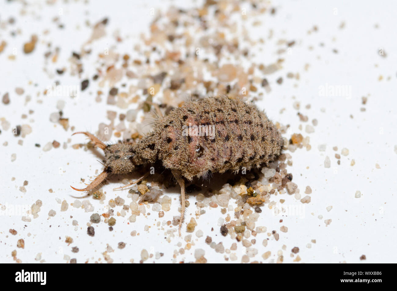 Antlion myrmeleontidae larva hi-res stock photography and images - Alamy