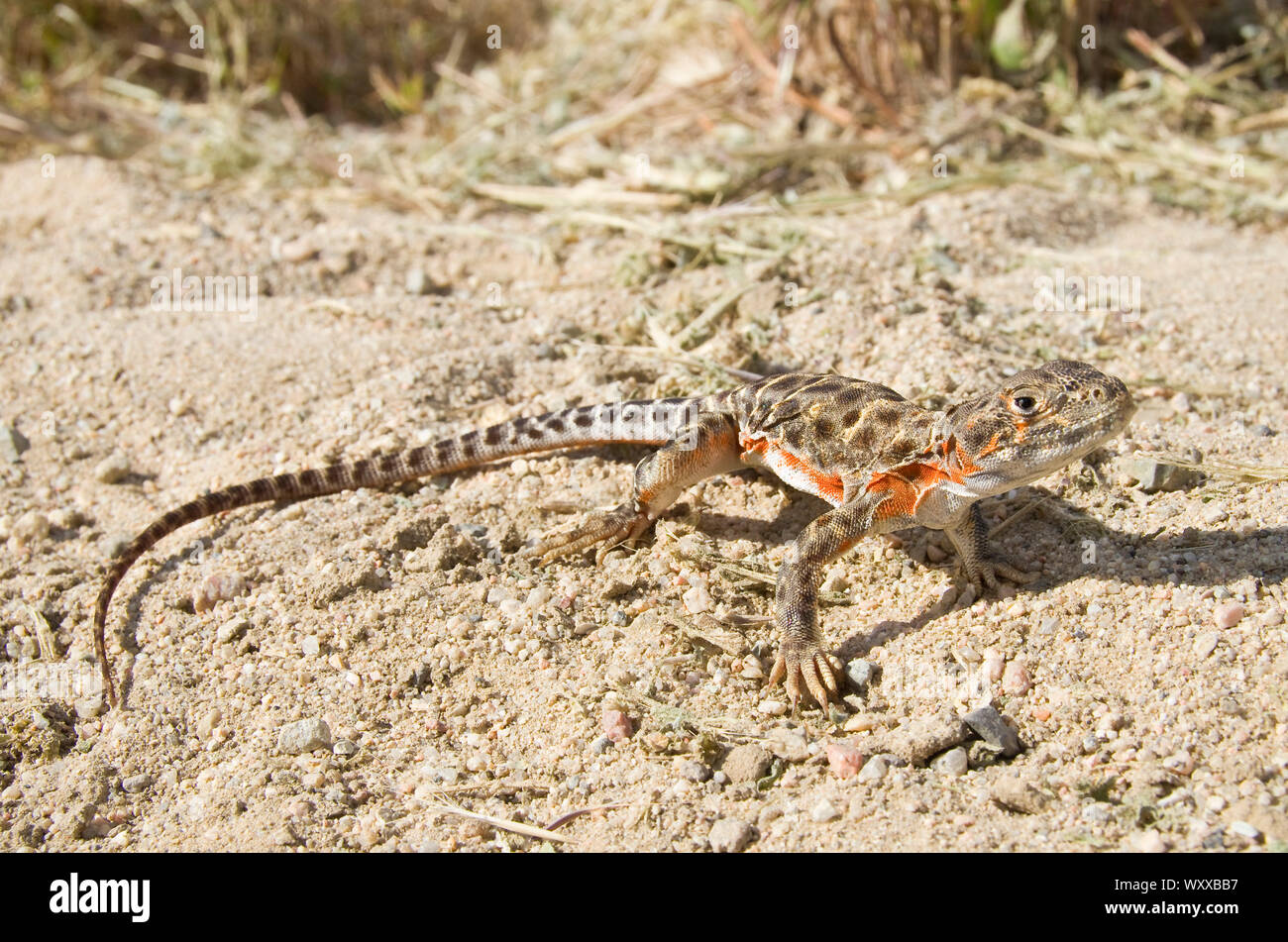 Blunt nosed leopard lizard gambelia sila hi-res stock photography and ...