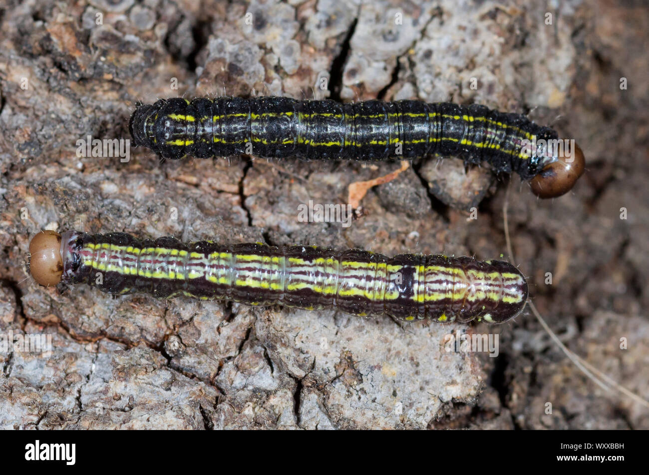 Feeding caterpillar hi-res stock photography and images - Alamy