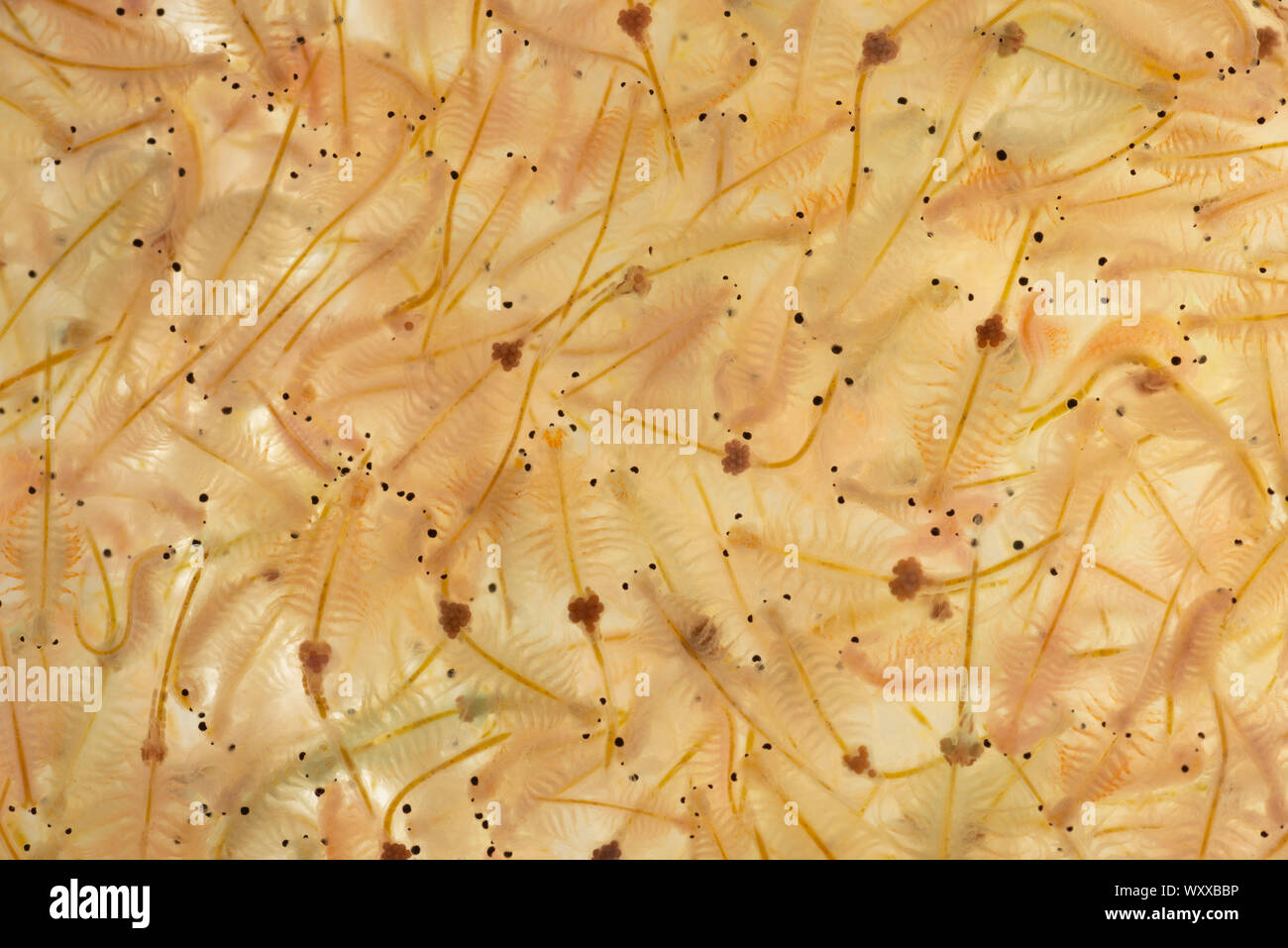 Mono Lake Brine Shrimp (Artemia monica) are endemic only to the very ...