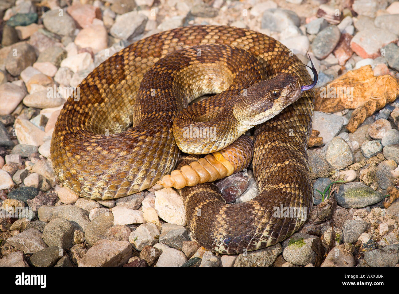 Pacific rattlesnake hi-res stock photography and images - Alamy