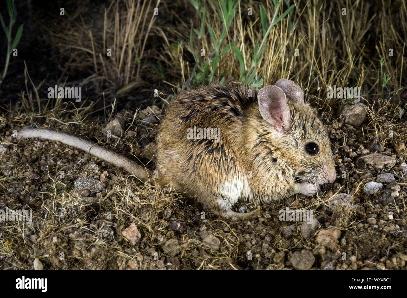 Woodrat High Resolution Stock Photography and Images - Alamy