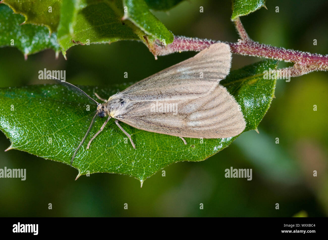 Phryganidia hi-res stock photography and images - Alamy