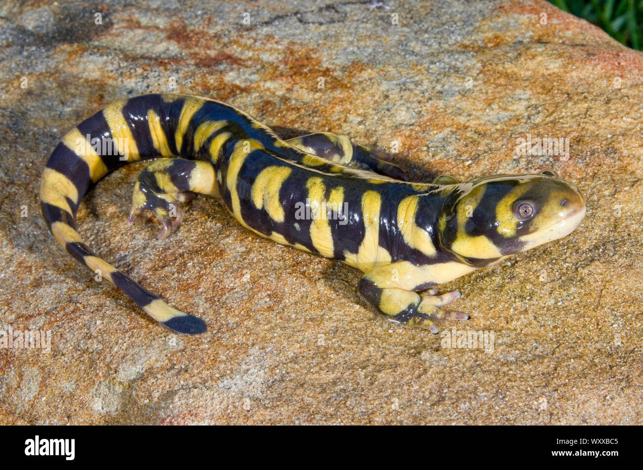 Eastern Tiger Salamander (Amblystoma tigrinum Stock Photo - Alamy
