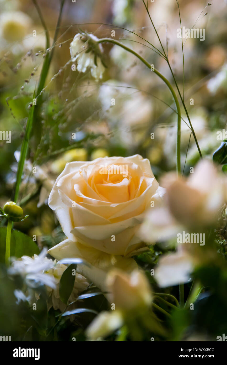 Beautiful floral display hi-res stock photography and images - Alamy