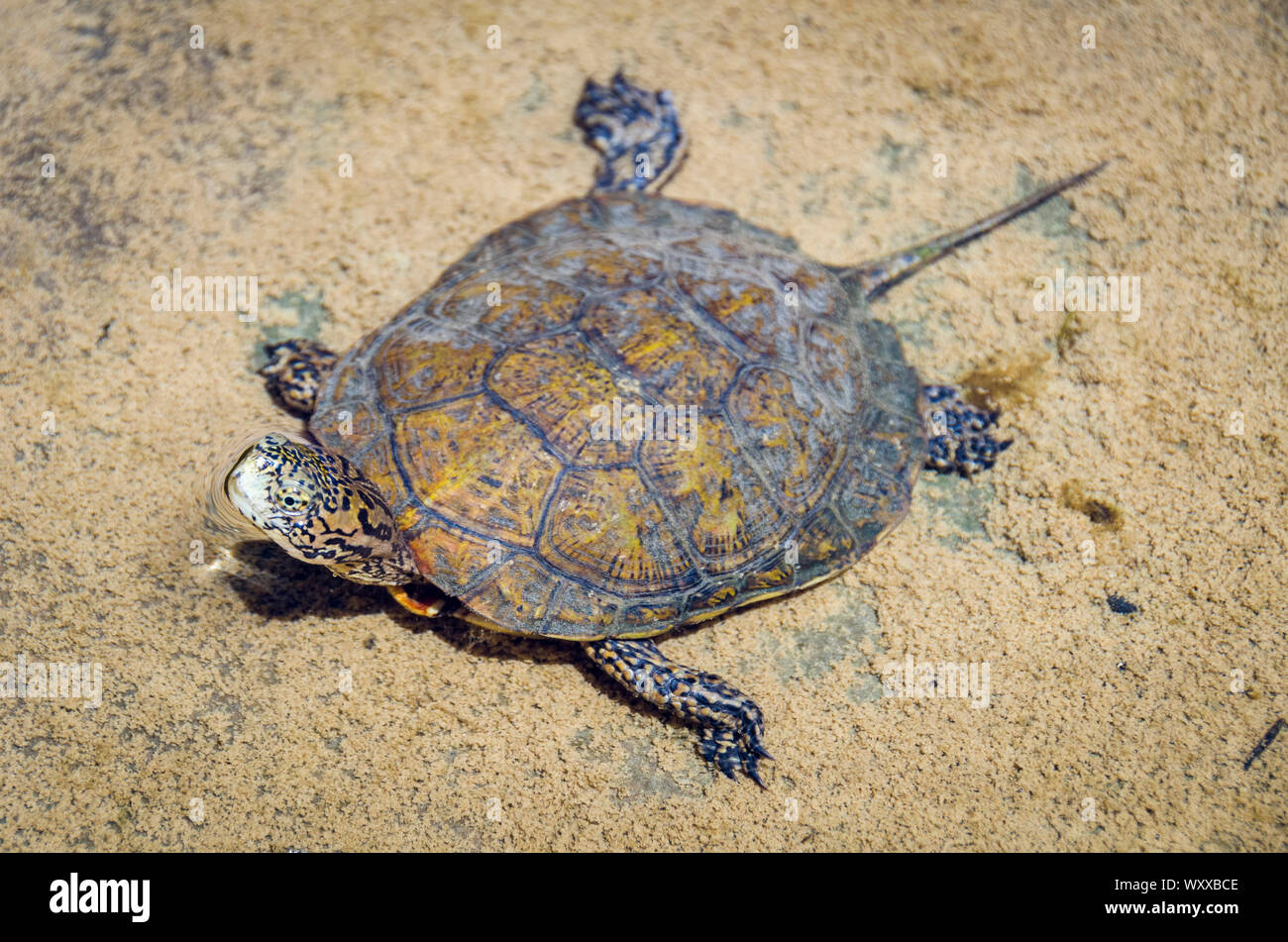 Actinemys pallida hi-res stock photography and images - Alamy