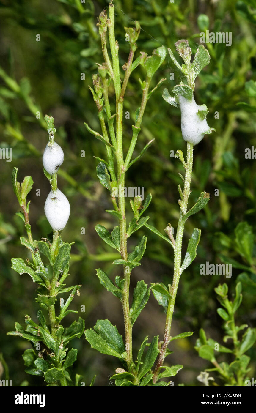 Spittlebugs (Genus Aphrophora) are named for the mass of ?spittle? the ...