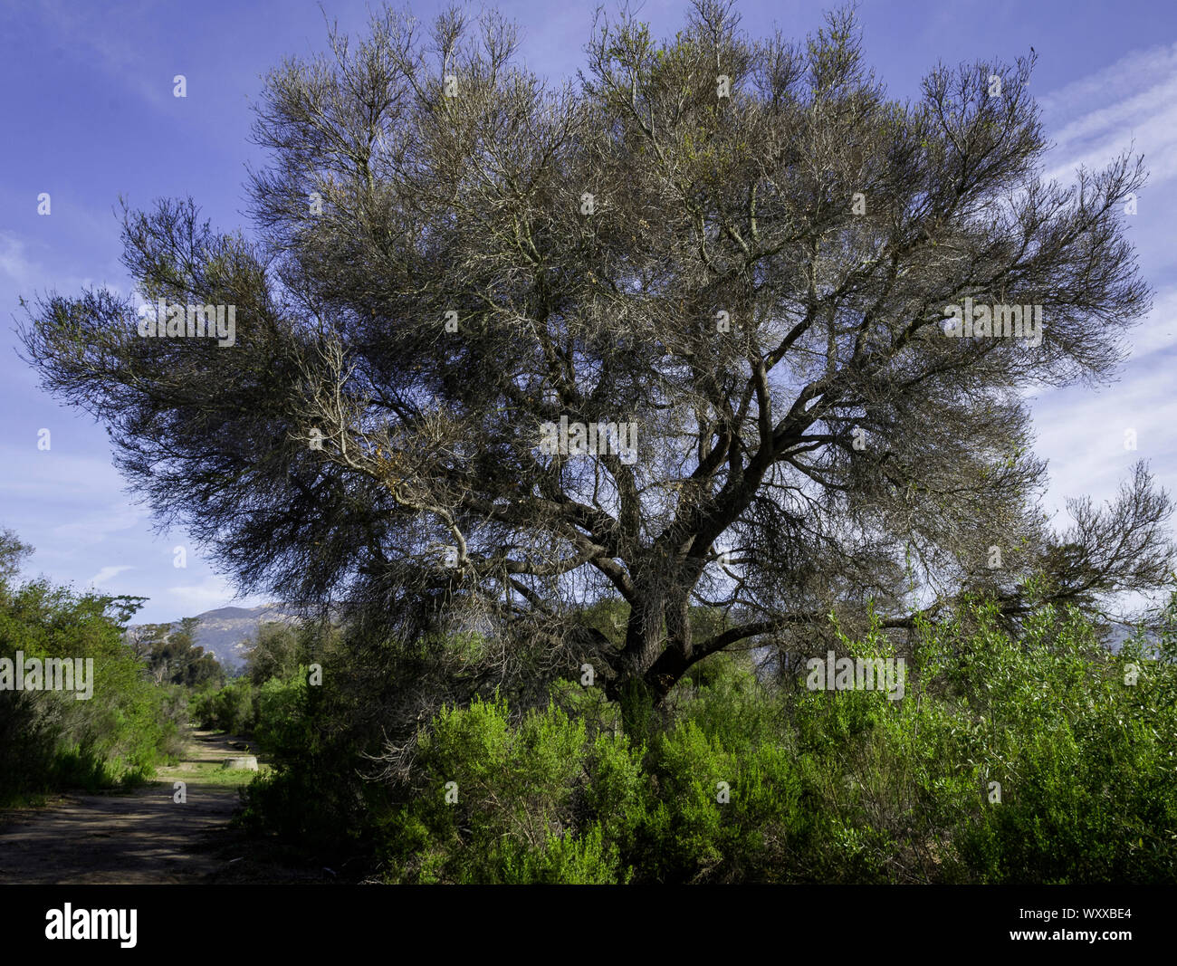 Damage to a Coast Live Oak (Quercus agrifolia) caused by the California ...