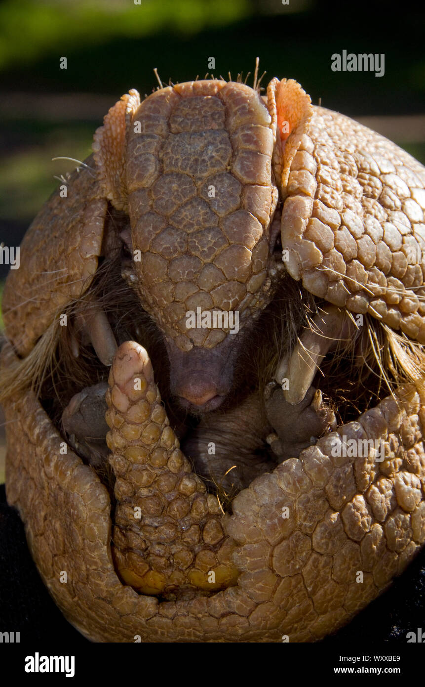 Three Banded Armadillo Stock Photos & Three Banded Armadillo Stock ...