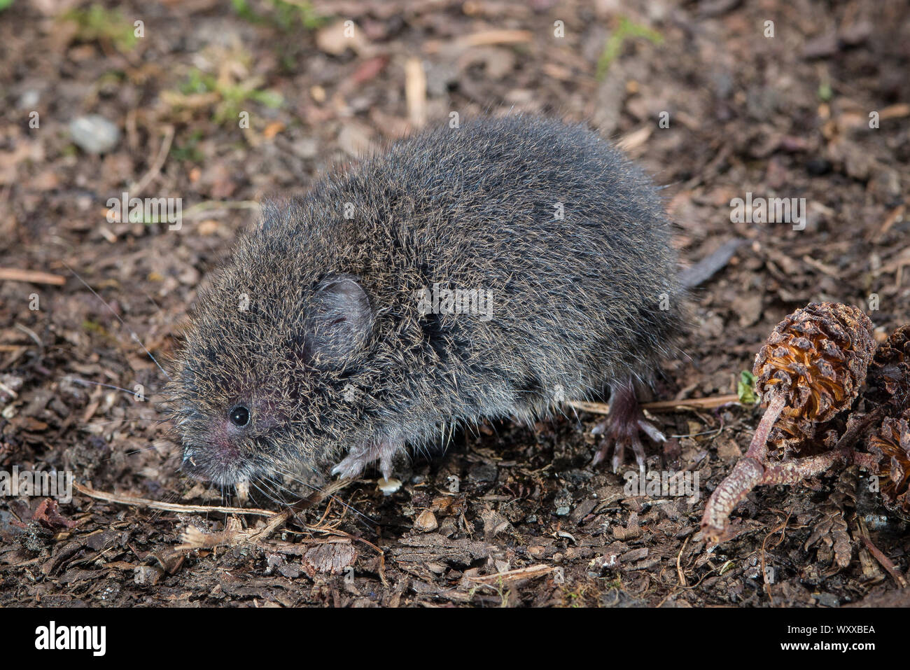 Creeping Vole (Microtus oregoni), Olympic Peninsula, Washington Stock ...