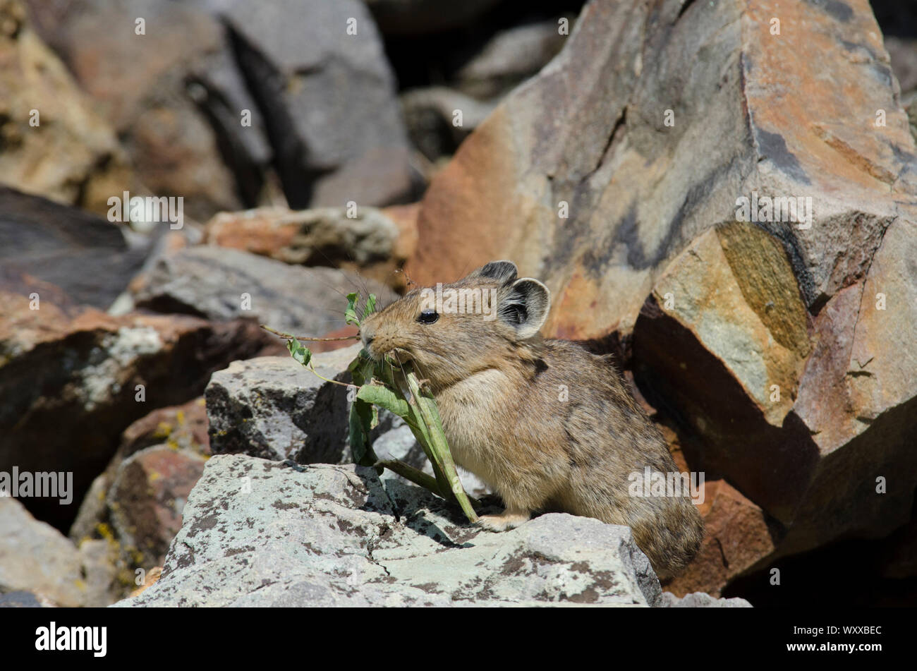 Pika and hay hi-res stock photography and images - Alamy