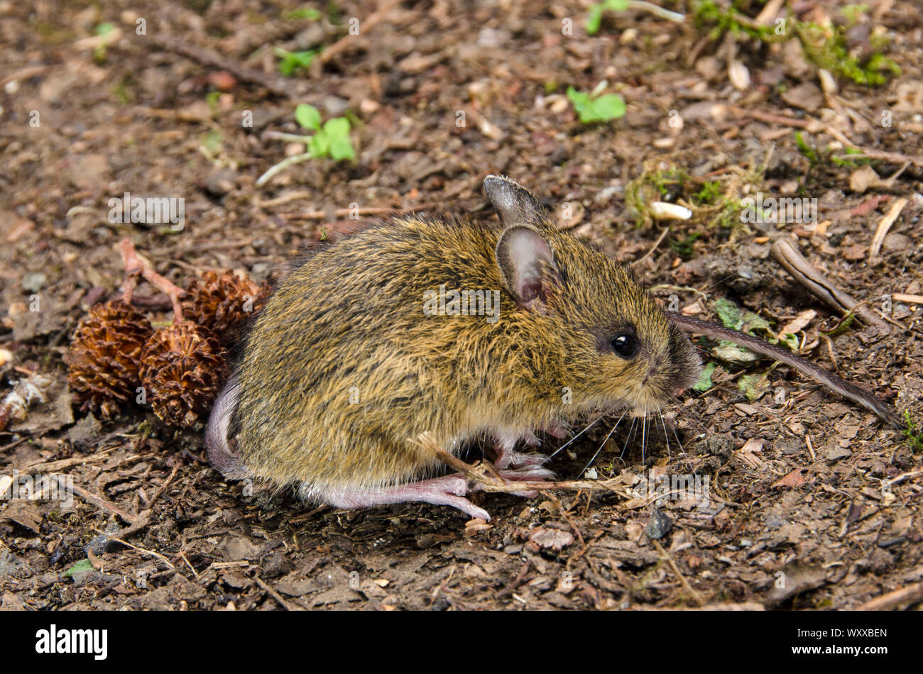Wet damp habitats hi-res stock photography and images - Alamy