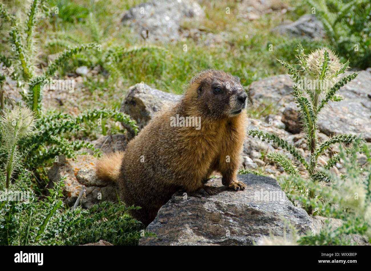 Yellow-bellied Marmot (Marmota flaviventer), Rocky Mountain National ...