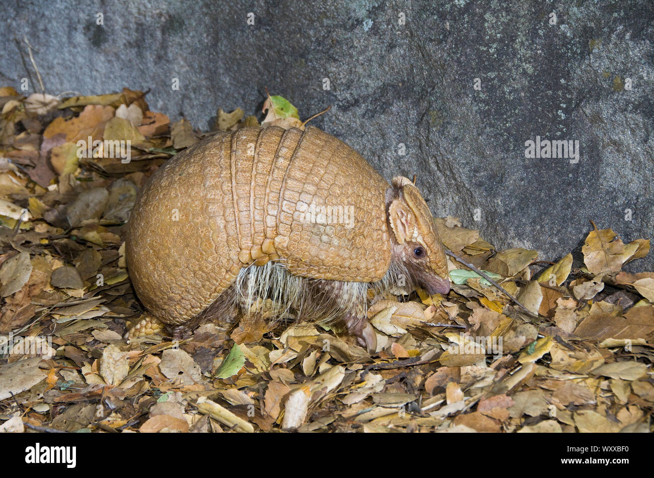 Southern Three-banded Armadillo (Tolypeutes matacus) is found in parts ...