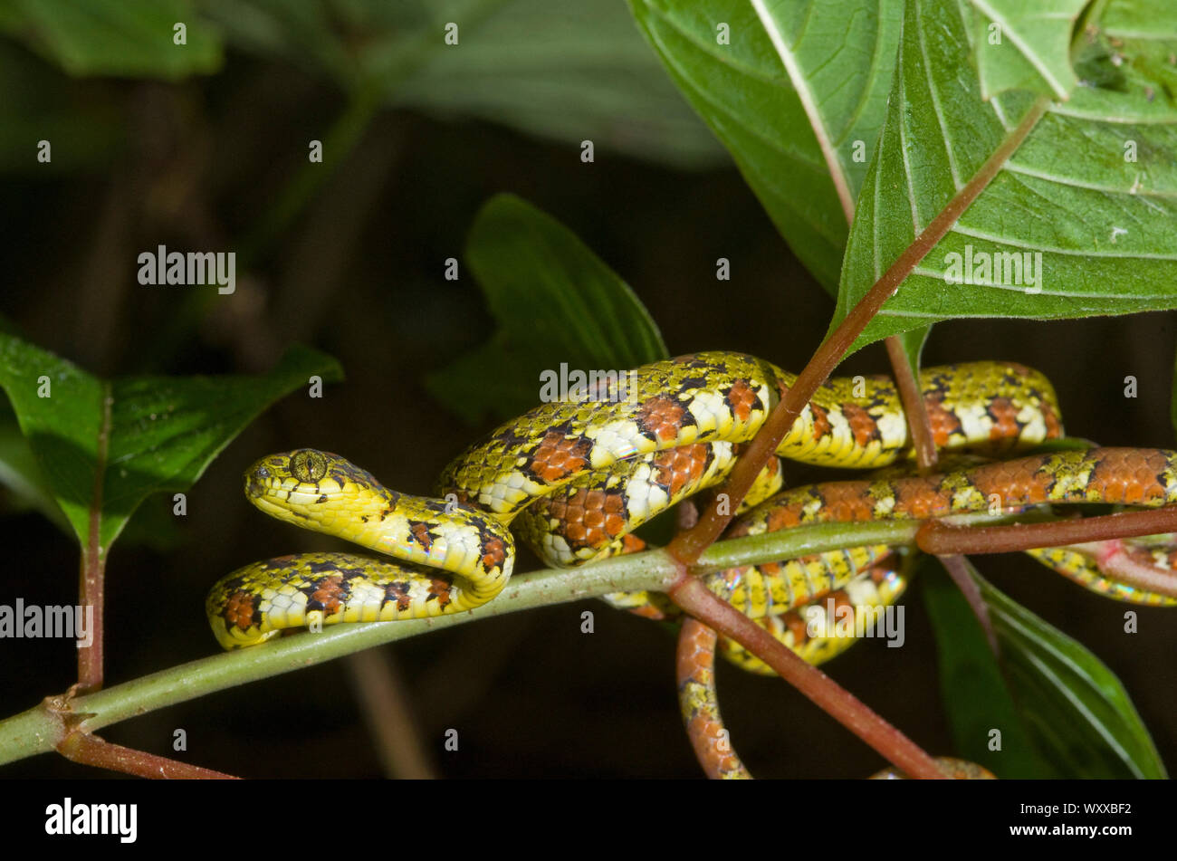 Panama list hi-res stock photography and images - Alamy