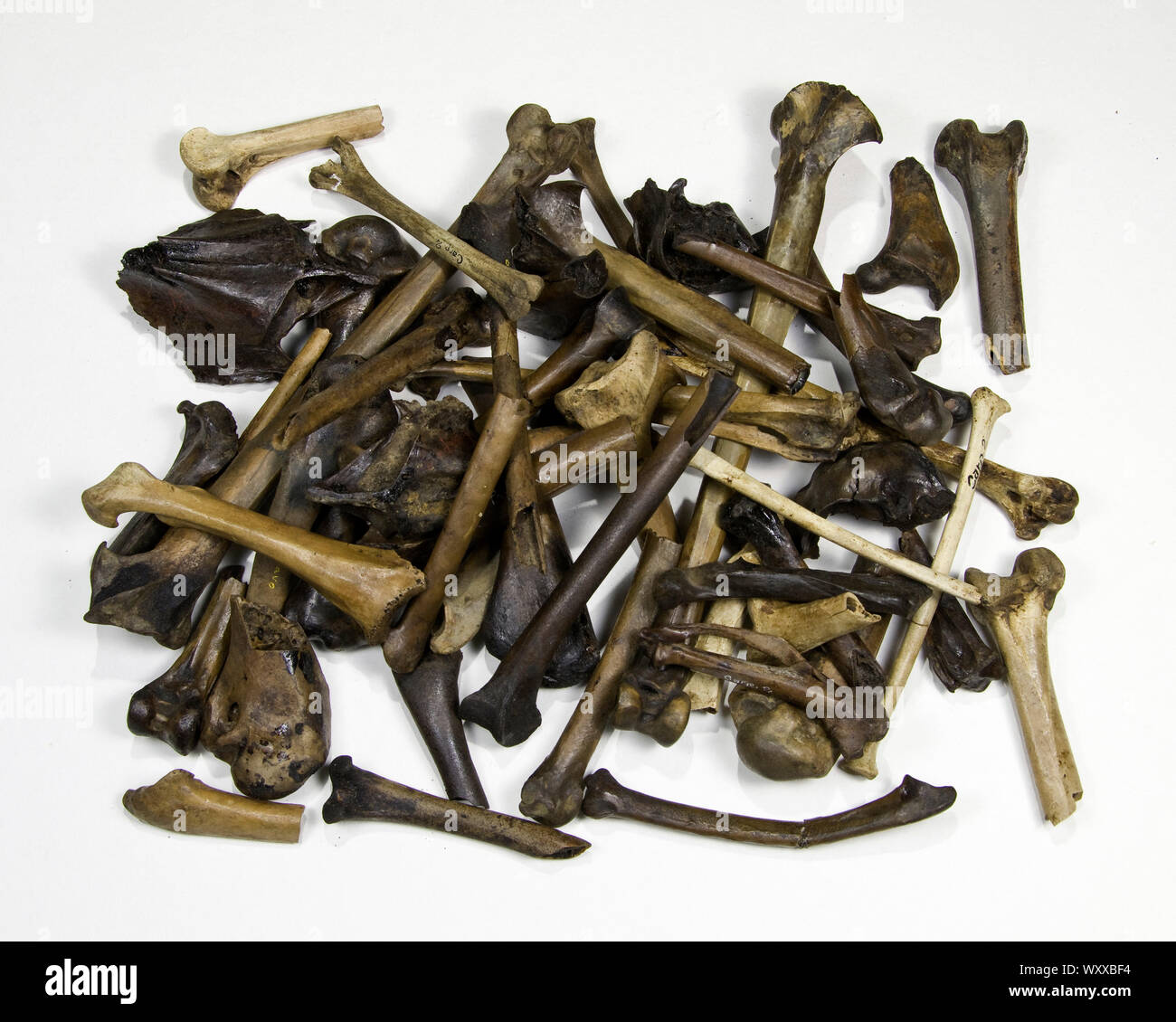 Bones recovered from an asphalt bed in Carpinteria, Santa Barbara ...