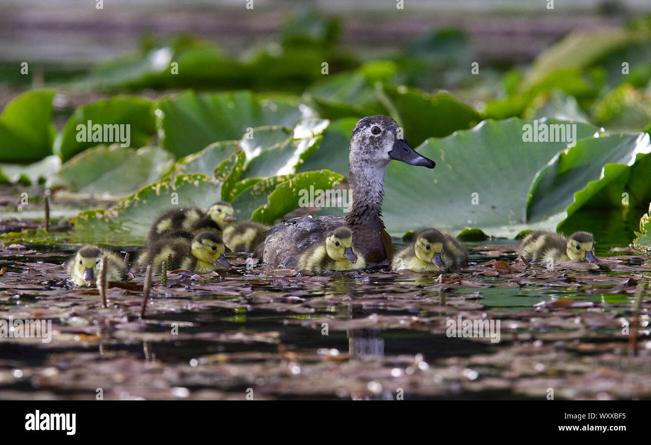 Baby Ring Necked Duck